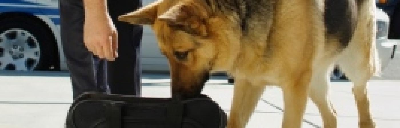 Synthetic Opioids Put Drug-Sniffing Dogs in Danger | Get Smart About Drugs